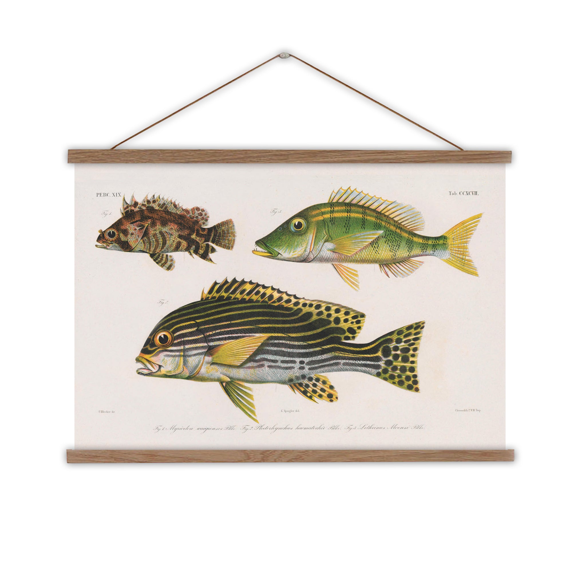Three Fish - Animal Art Print -Attica Press