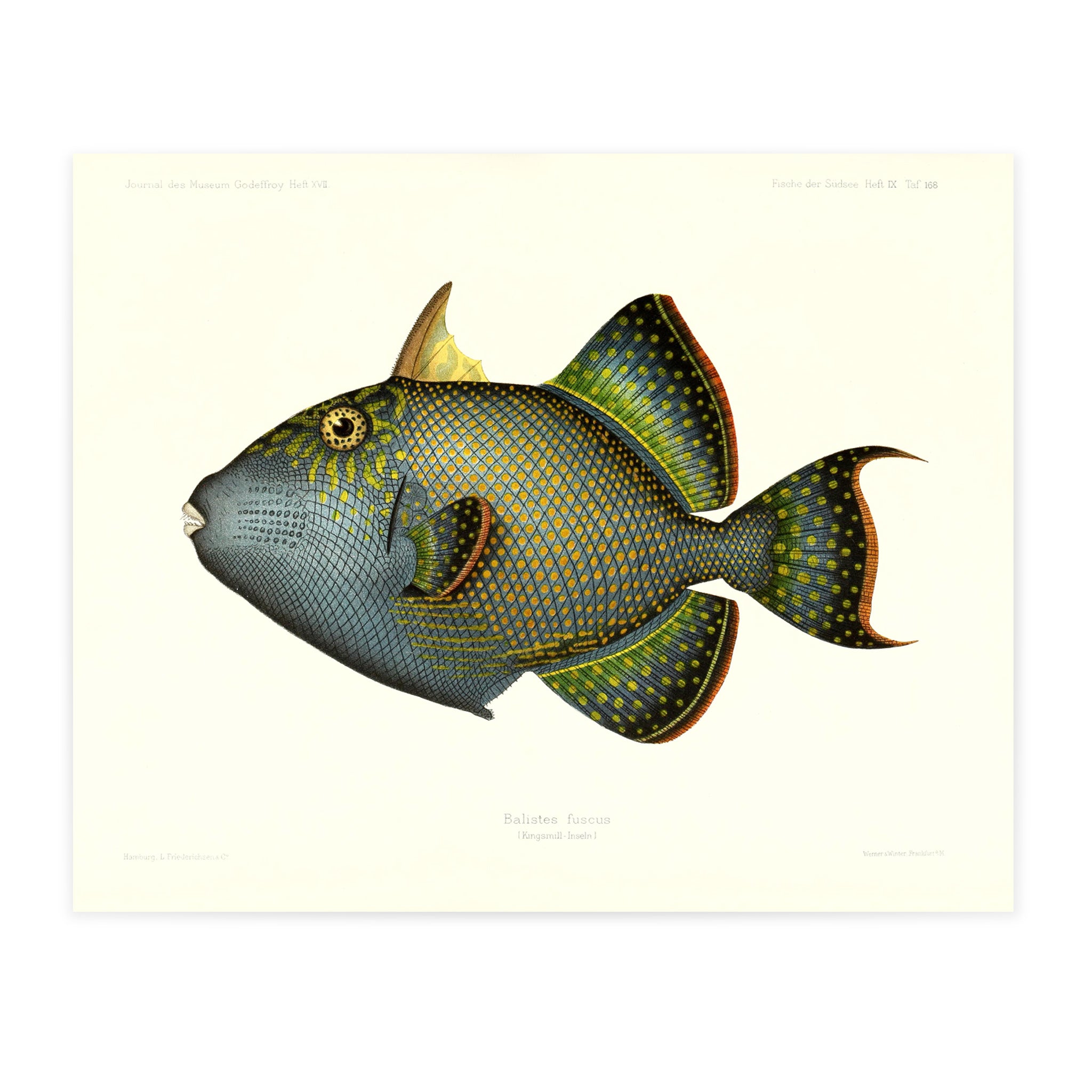 Triggerfish Fish Wall Art -Attica Press