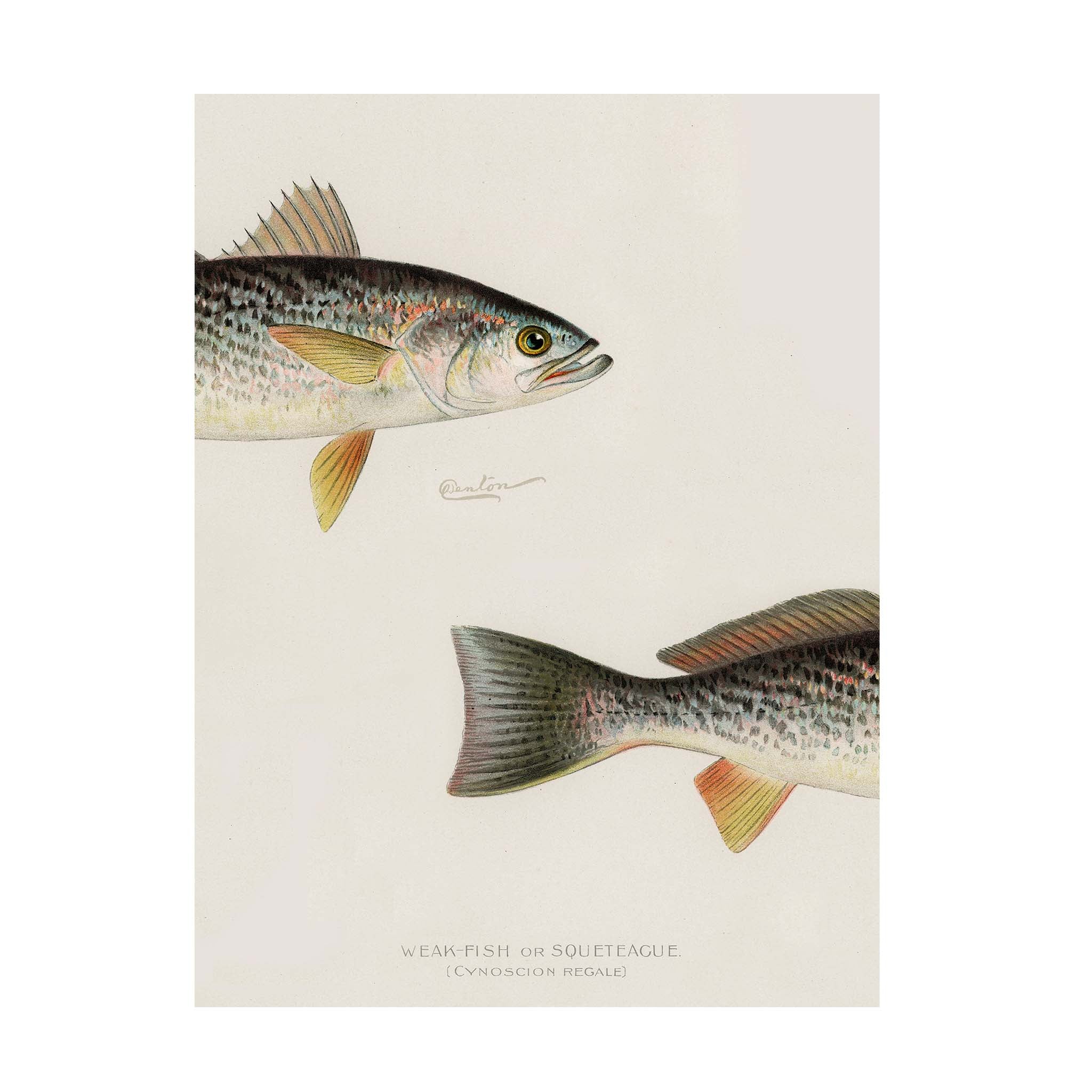 Fish Print - Attica Press